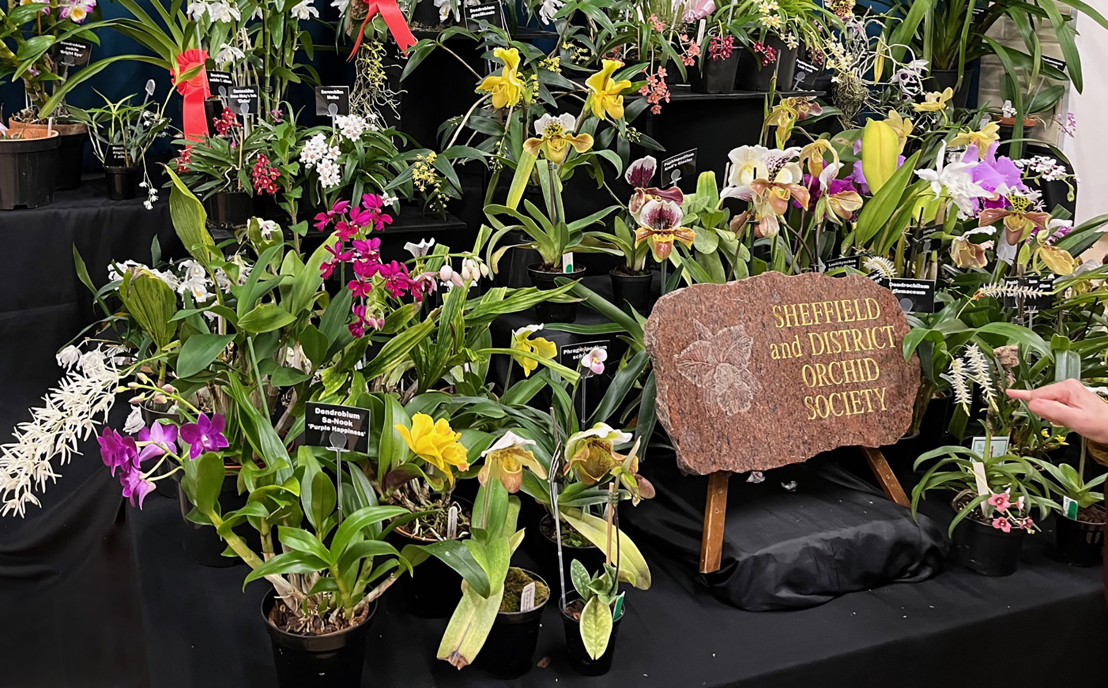 Sheffield Orchid Show and Exotic Plant Fair → Our Favourite Places ...