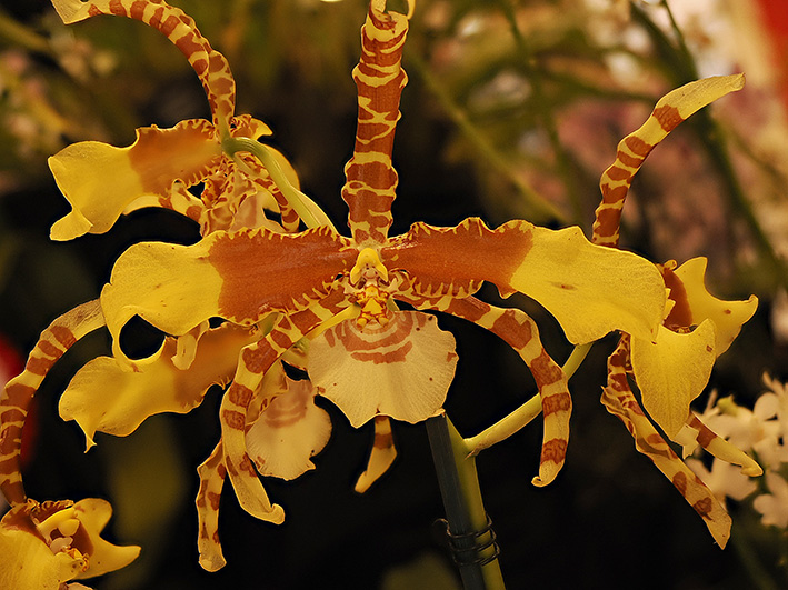 Sheffield Orchid Show and Exotic Plant Fair → Our Favourite Places ...